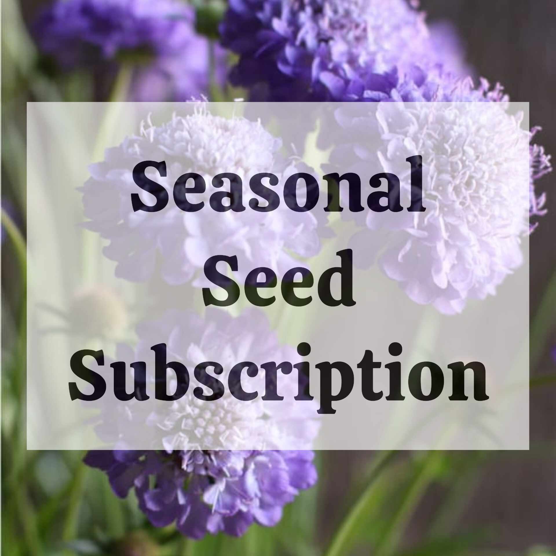 Seasonal Seed Subscription | Chelsea's Garden