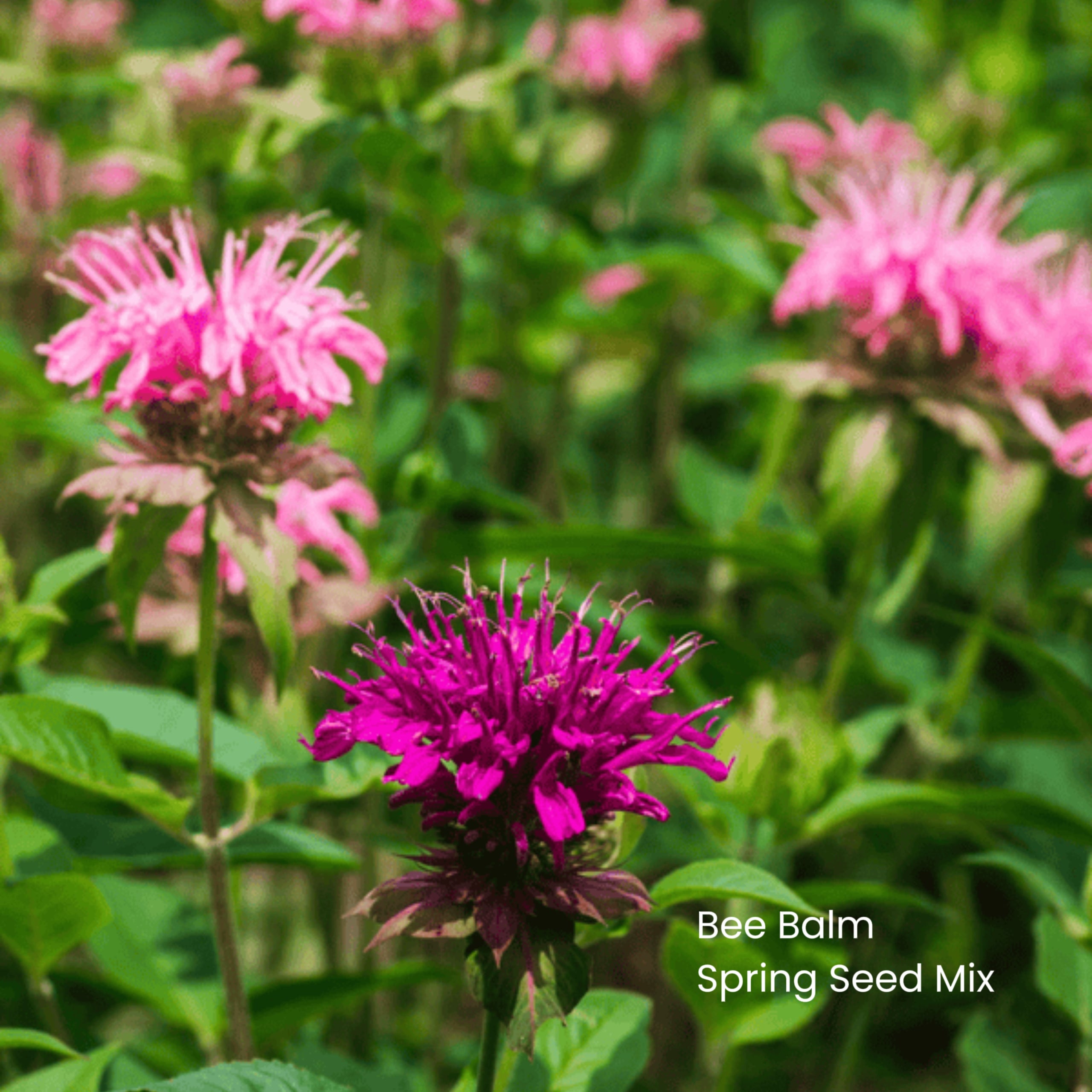 Seasonal Seed Subscription | Chelsea's Garden