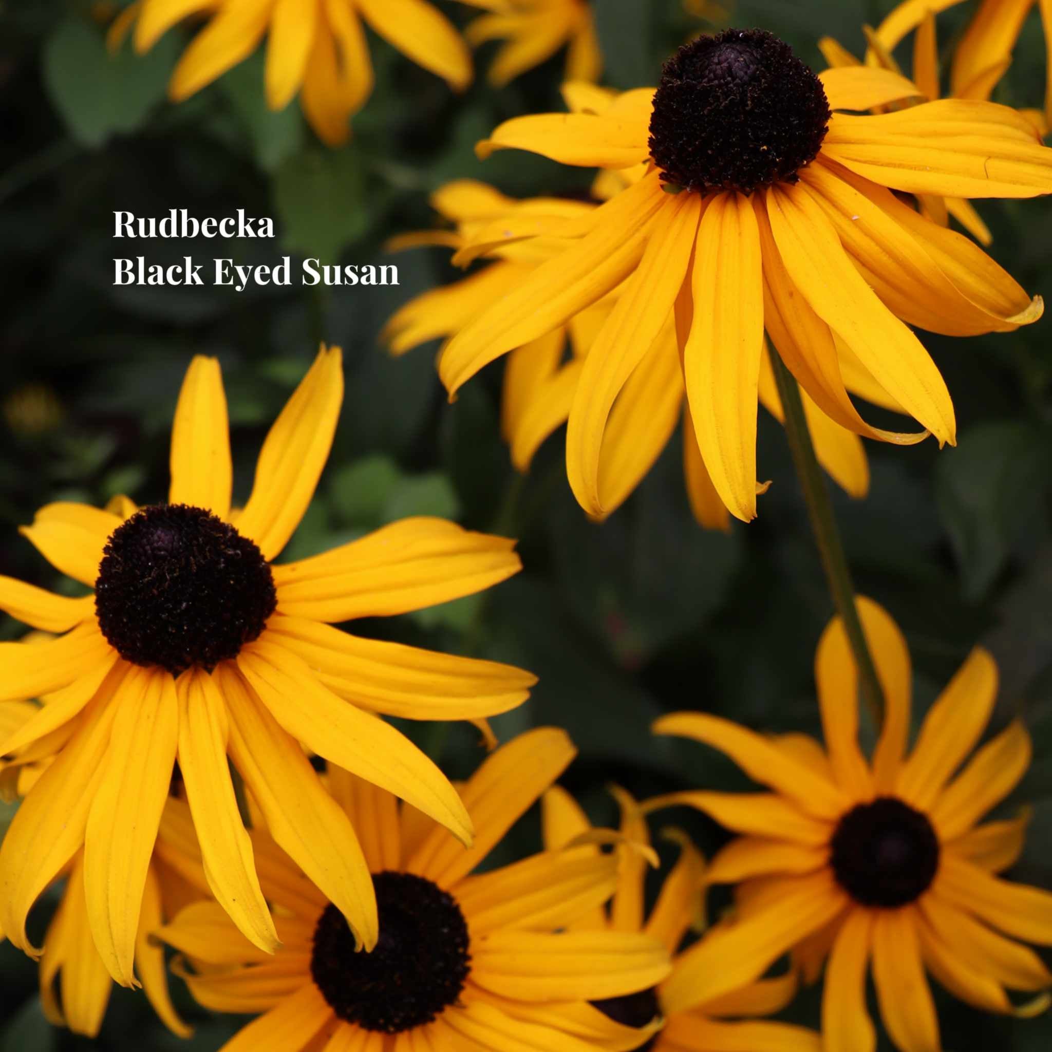 Seasonal Seed Subscription | Chelsea's Garden